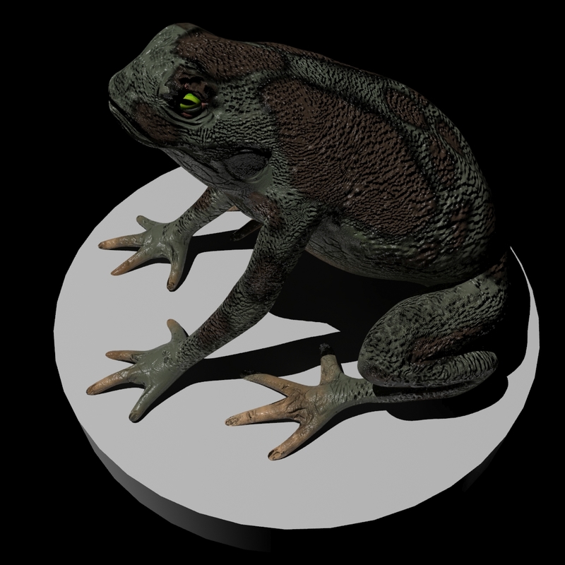 3d toad