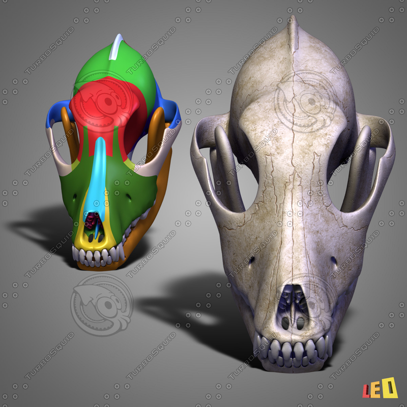 3d 3ds dog skull 1 2