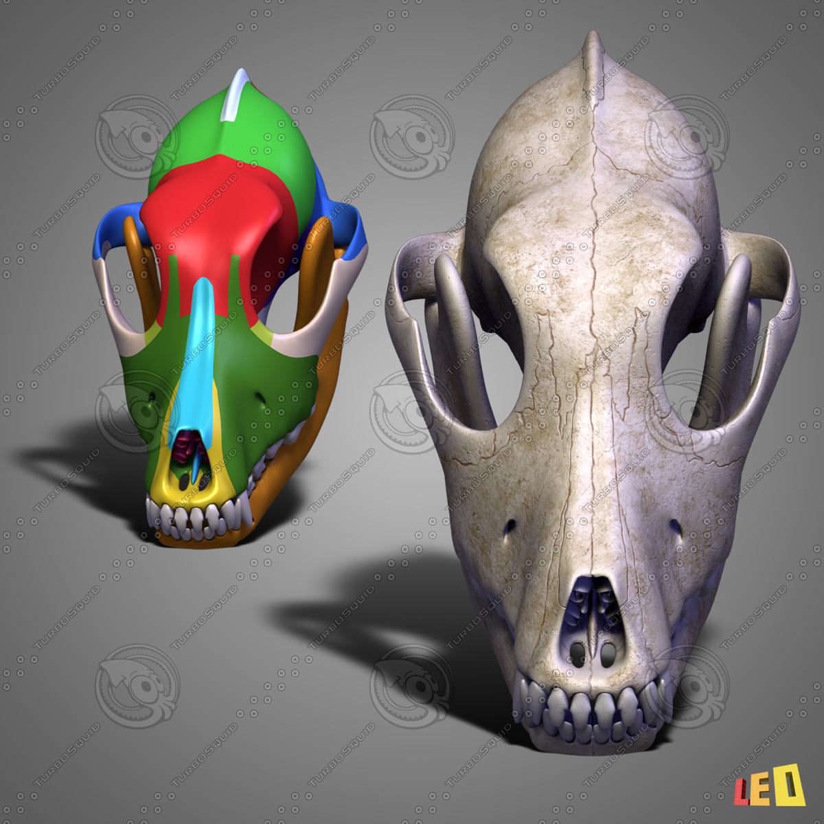 3d 3ds dog skull 1 2