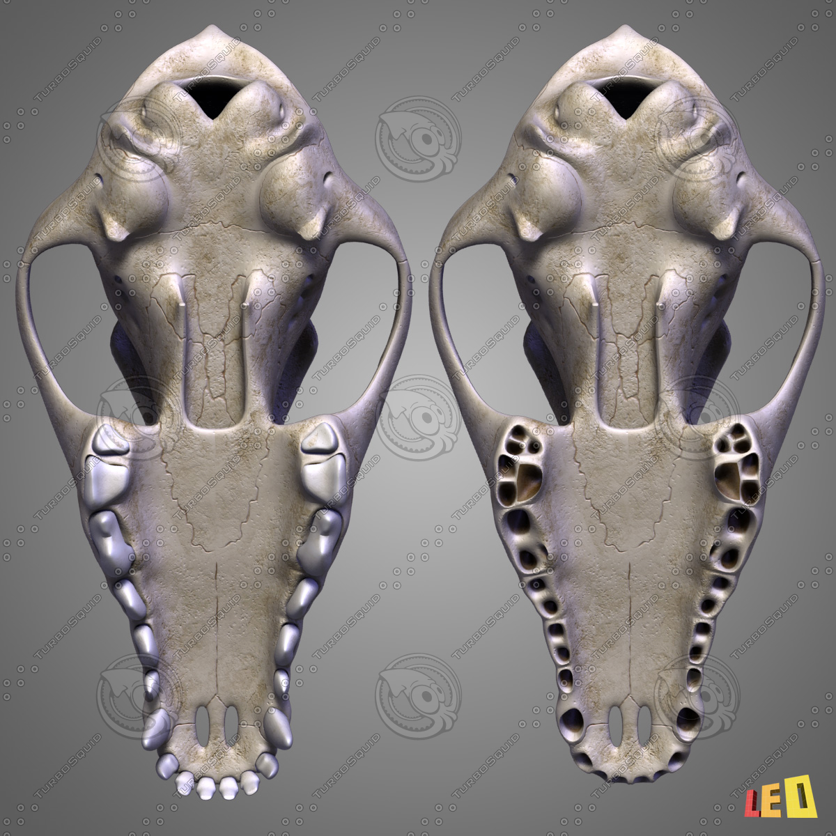 3d 3ds dog skull 1 2