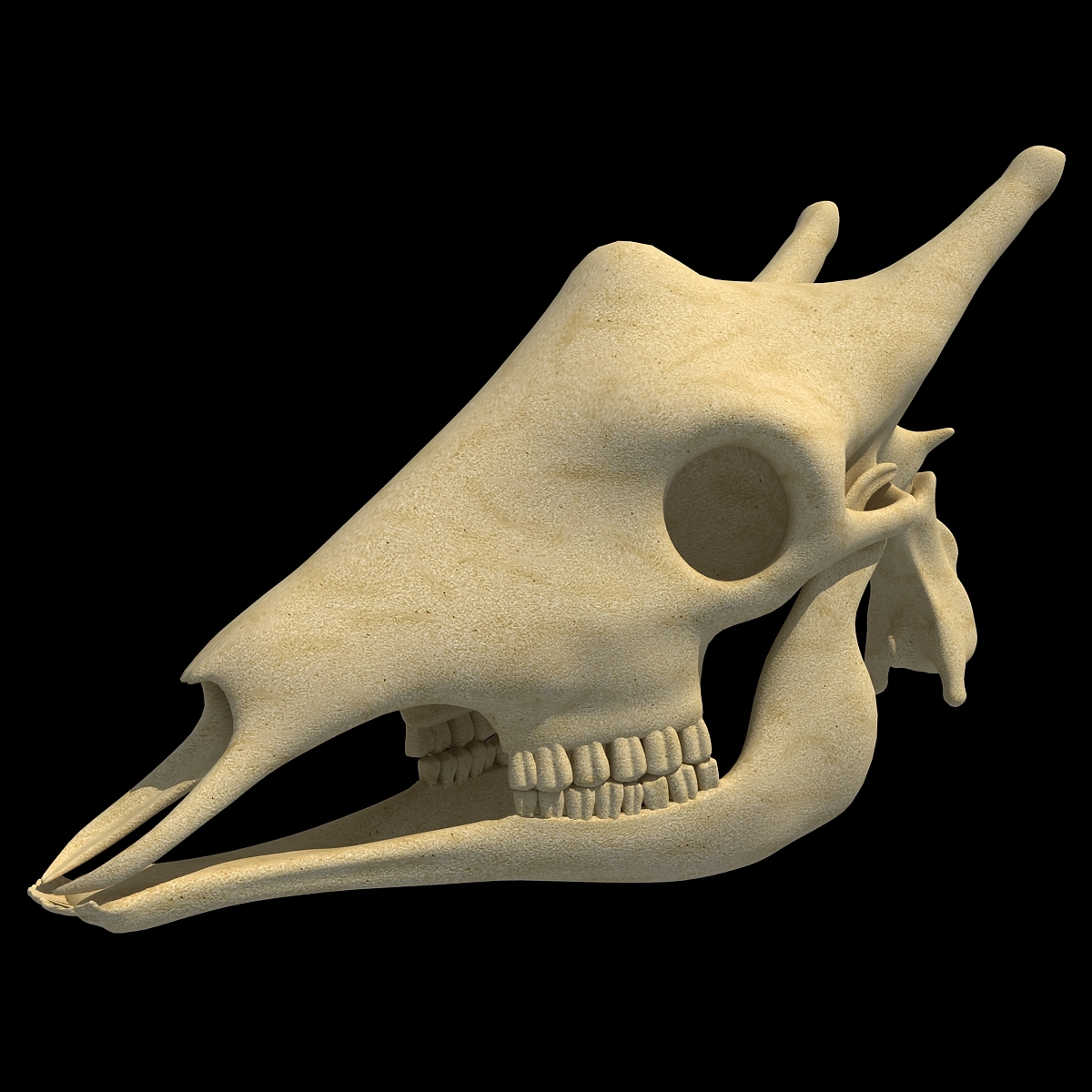 giraffe skull skeleton 3d 3ds