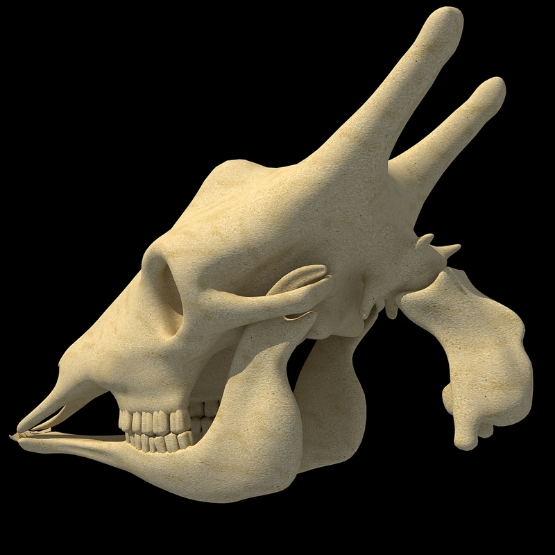 giraffe skull skeleton 3d 3ds