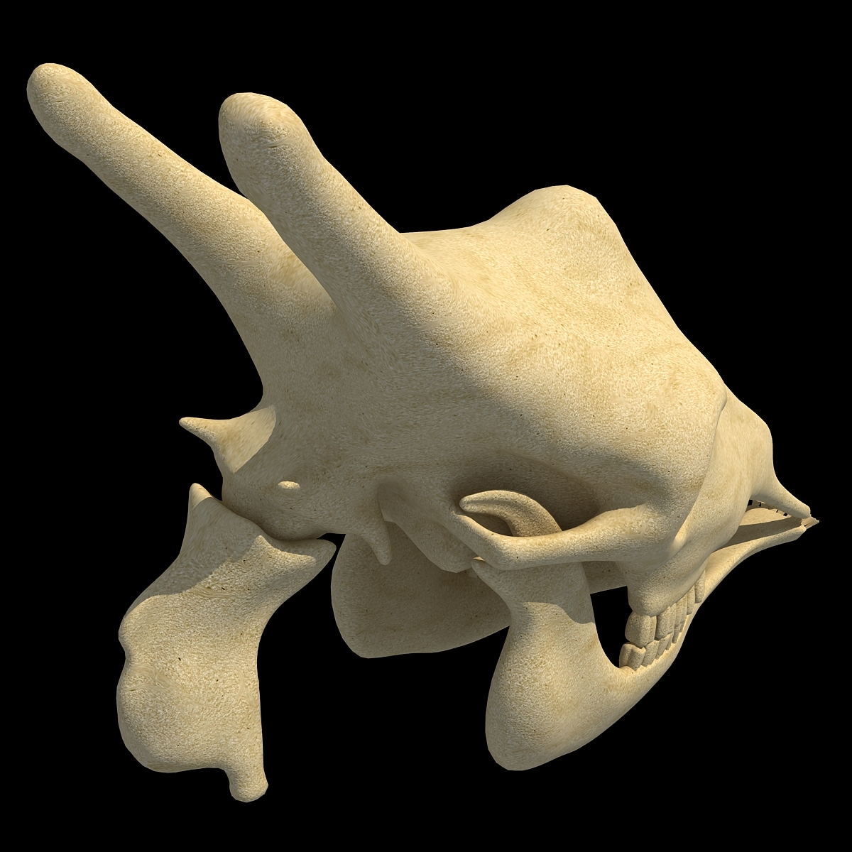giraffe skull skeleton 3d 3ds