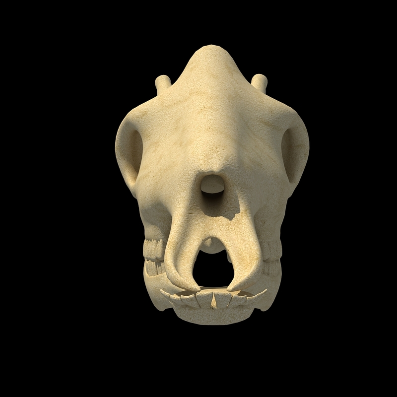 giraffe skull skeleton 3d 3ds
