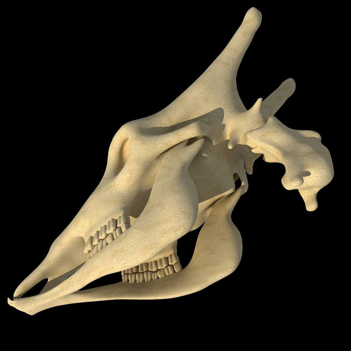 giraffe skull skeleton 3d 3ds