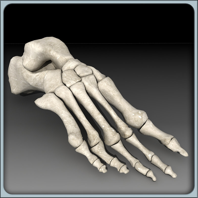 Foot Skeleton 3ds Foot Skeleton 3ds