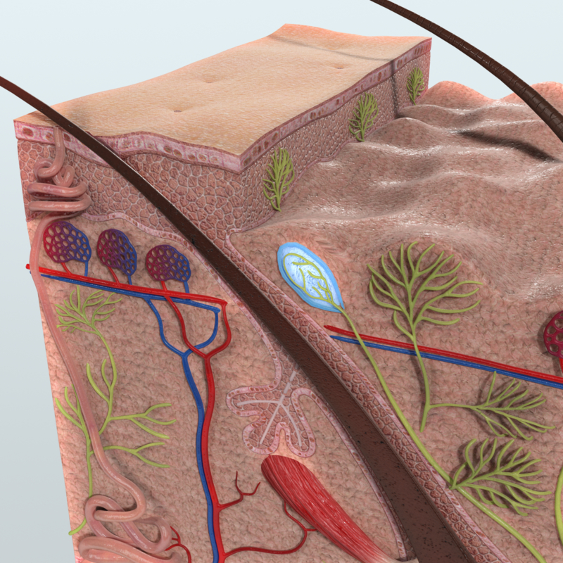 3d model human skin anatomy
