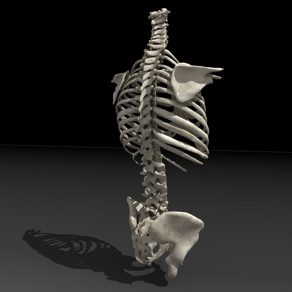 human torso skeleton 3d 3ds