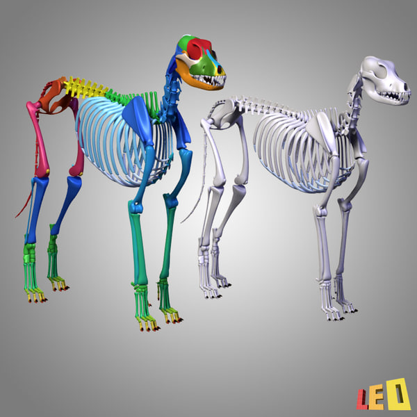 canine skeleton bones 3d model