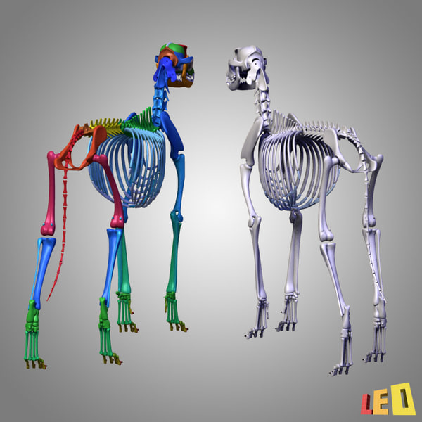 canine skeleton bones 3d model