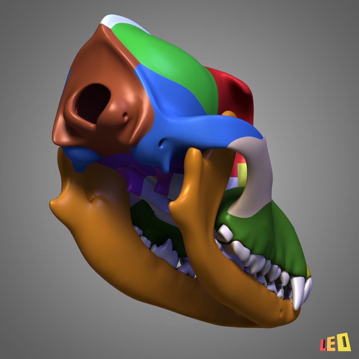 canine skeleton bones 3d model