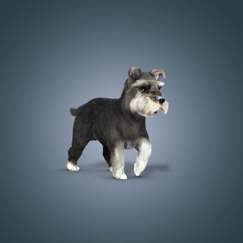 3d animation schnauzer dog model