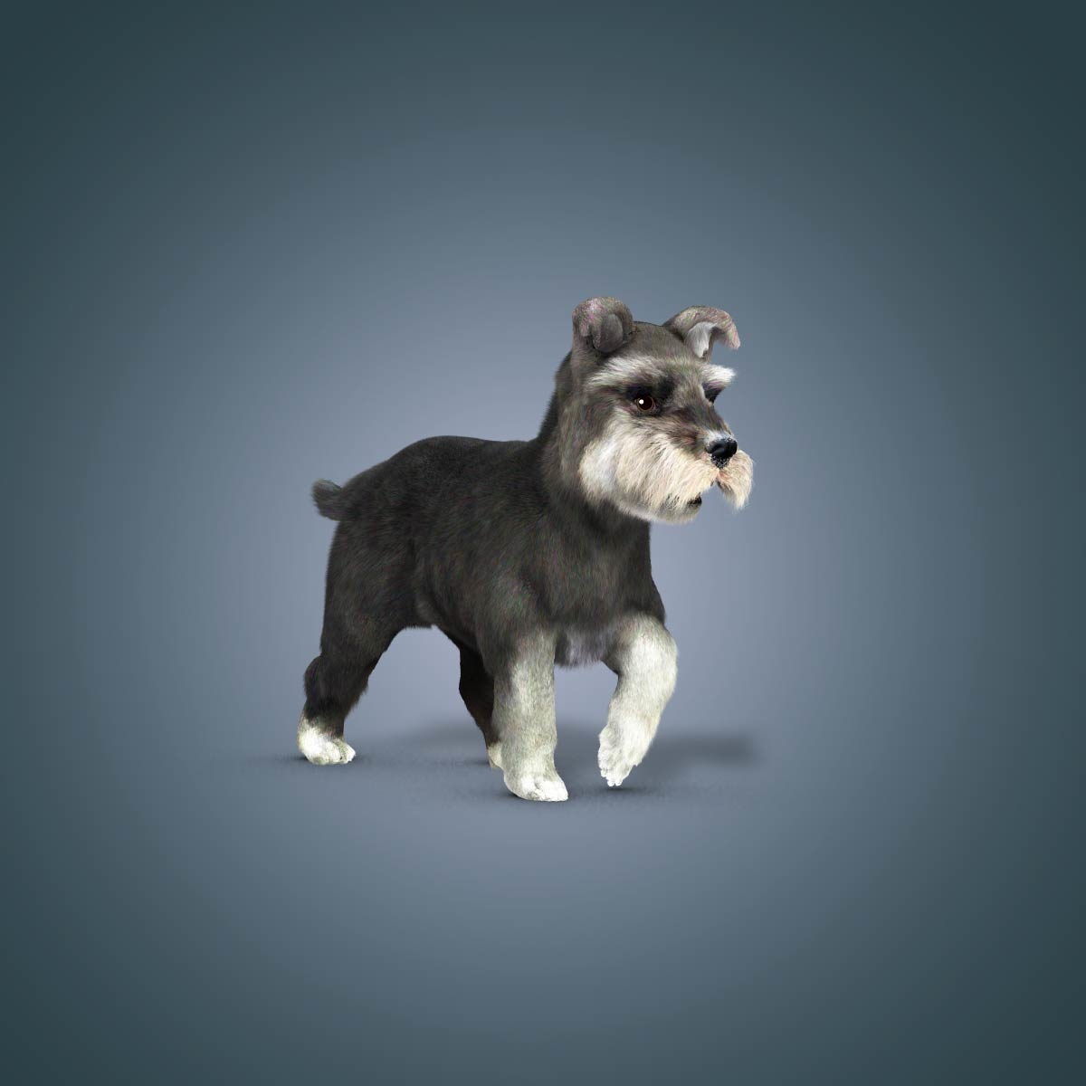 3d animation schnauzer dog model