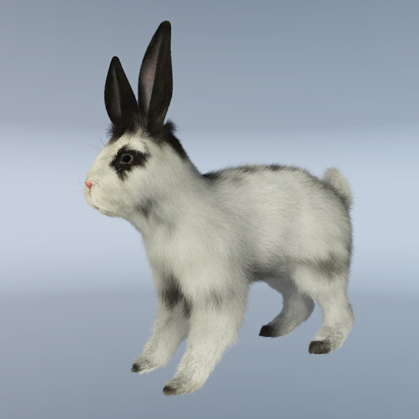 cinema4d hair rabbit