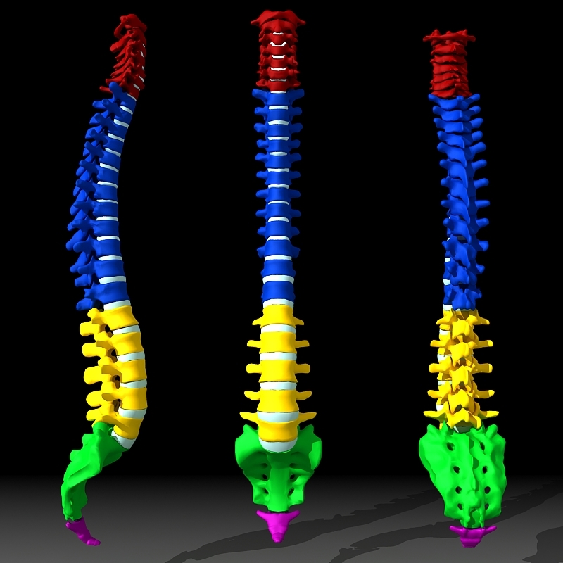 3d model vertebral column skeleton