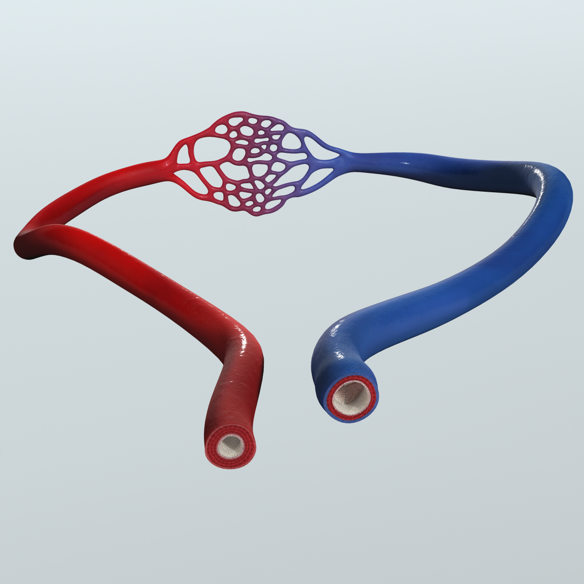 3d model human blood vessels anatomy