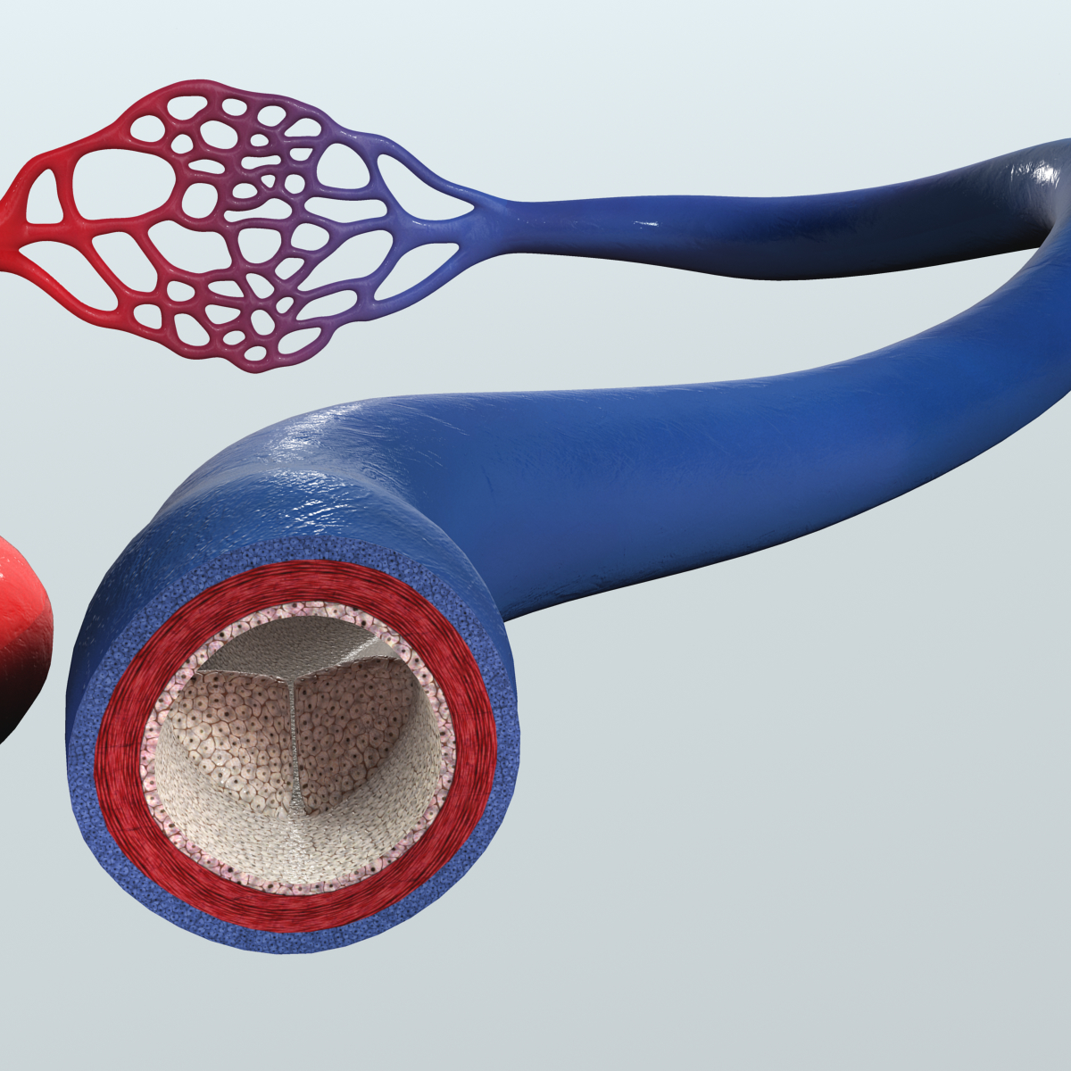 3d model human blood vessels anatomy