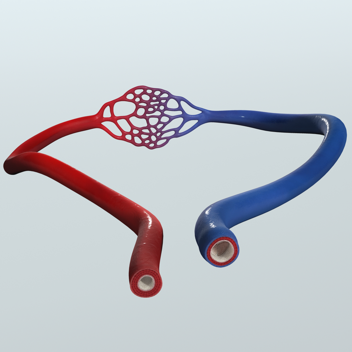 3d model human blood vessels anatomy