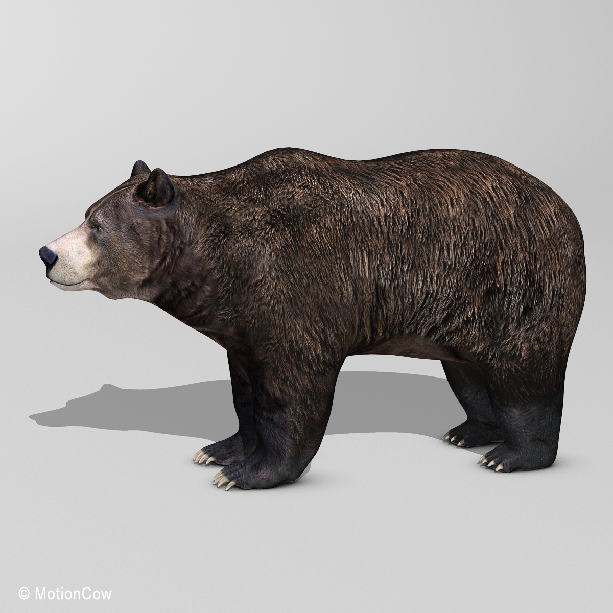 realistic brown 3d model