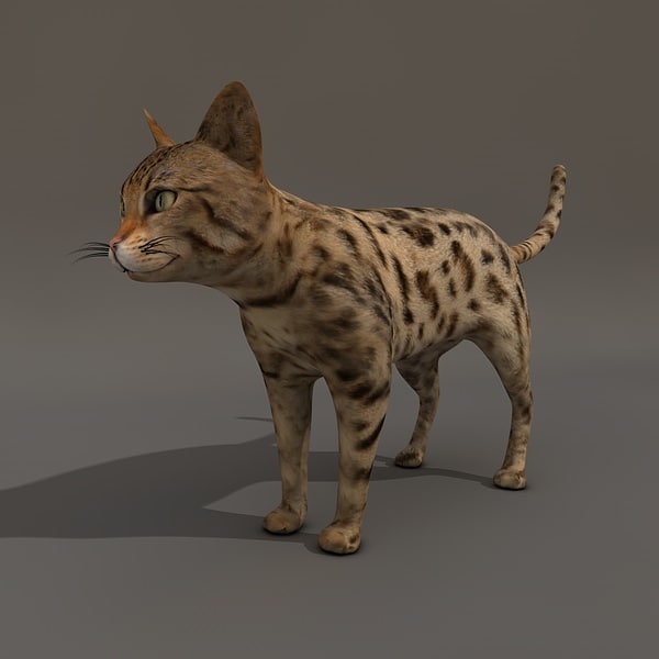 3d dapple cat model