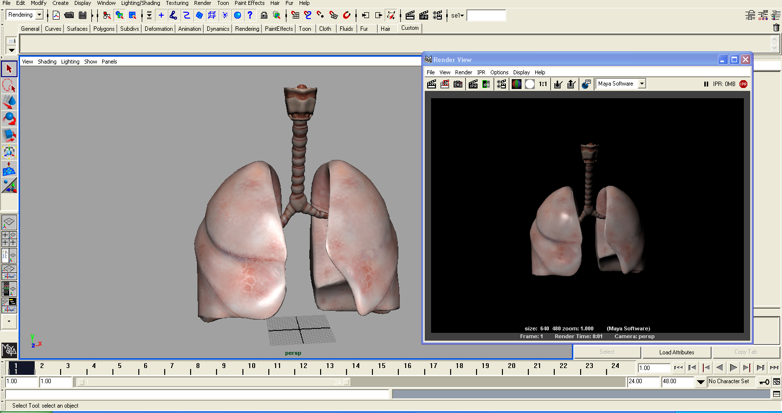 3d model of lungs