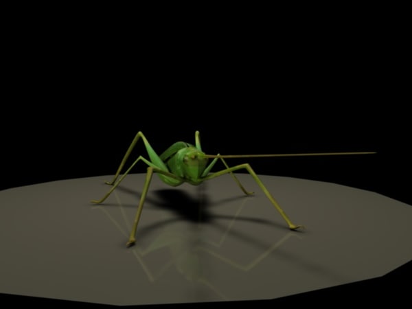 c4d11 cricket 3d model