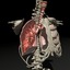 lung torso 3d model