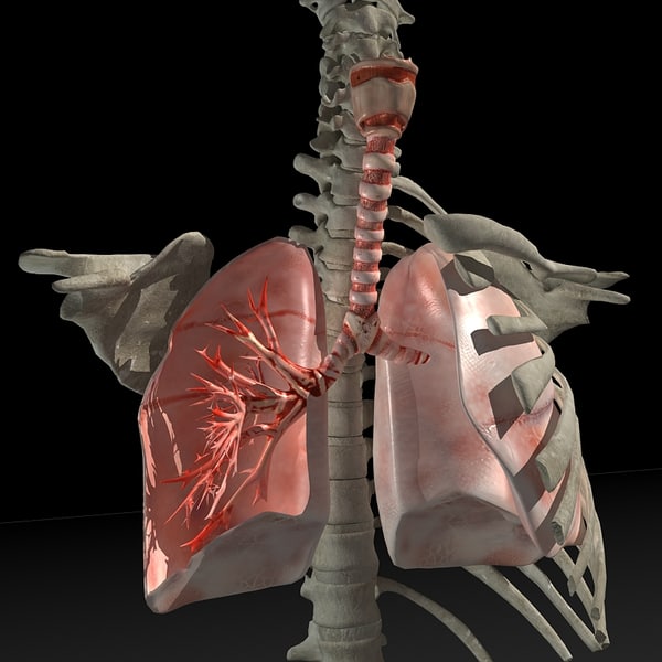 lung torso 3d model