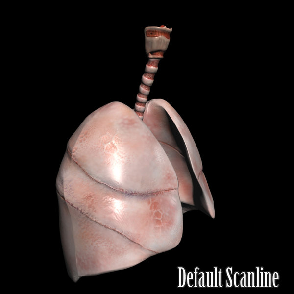 lung torso 3d model