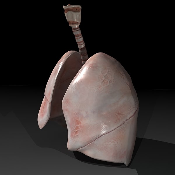 lung torso 3d model