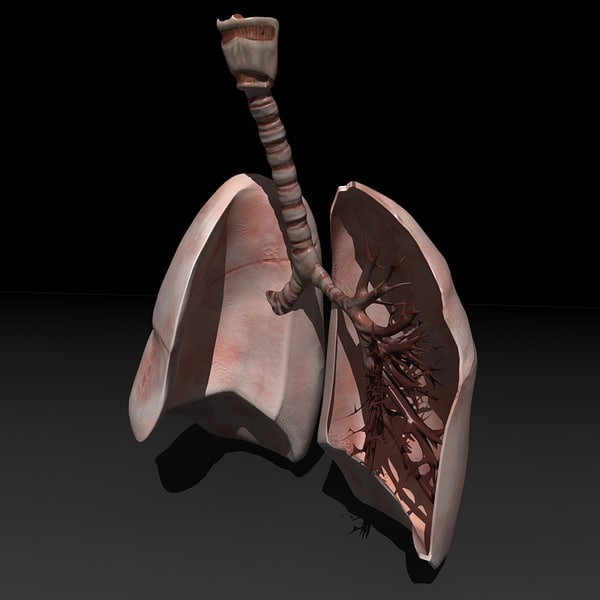 3d human lung torso model