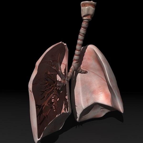 lung torso 3d model