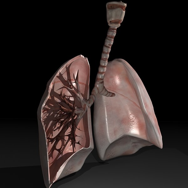 3d human lung torso model