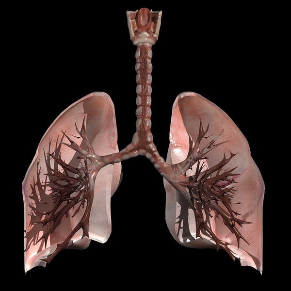 3d human lung torso model