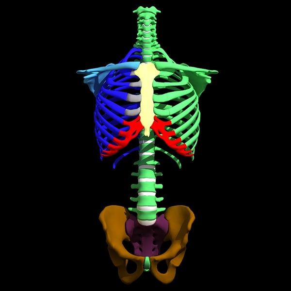 lung torso 3d model