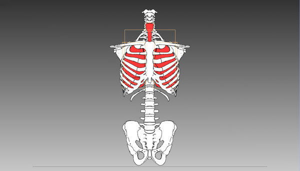 lung torso 3d model