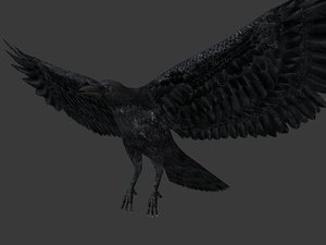 Crow 3D Models for Download | TurboSquid