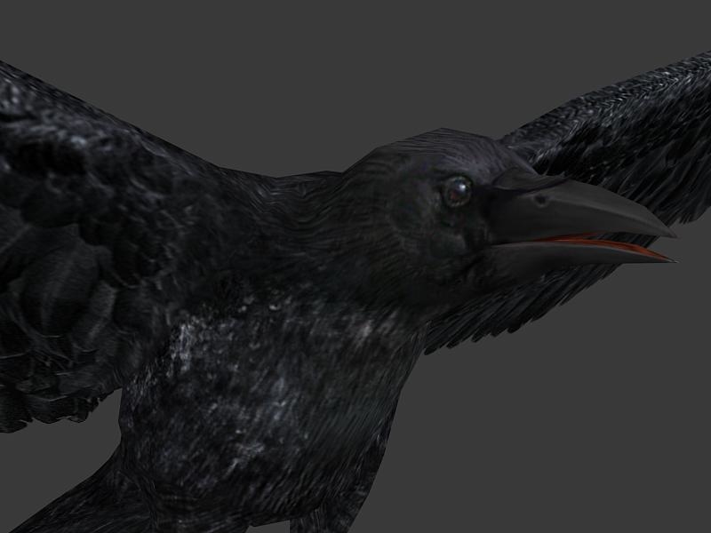 3d crow model