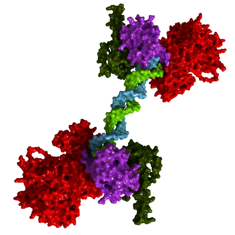 3d human parp-1 dna strand model 3d human parp-1 dna strand model