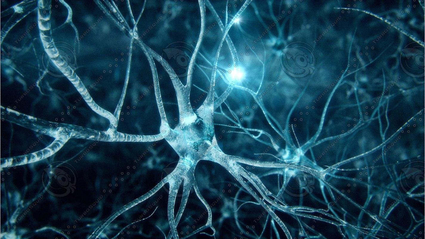 max neurons-fly-through neuron