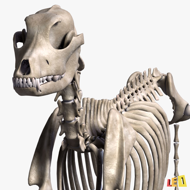 dog skeleton 3d 3ds