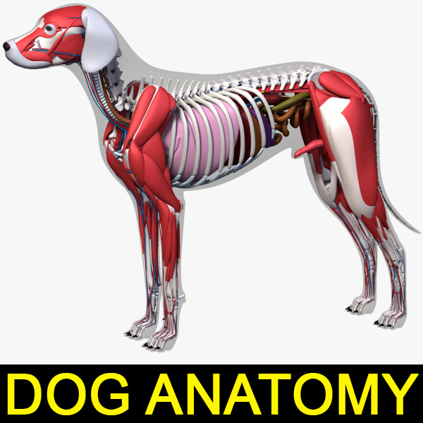 Free 3D Dog-Bone Models | TurboSquid