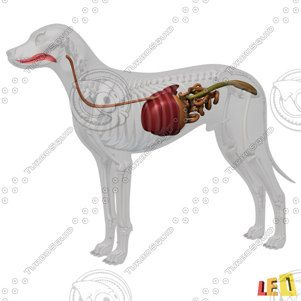 dog anatomy dalmatian 3ds