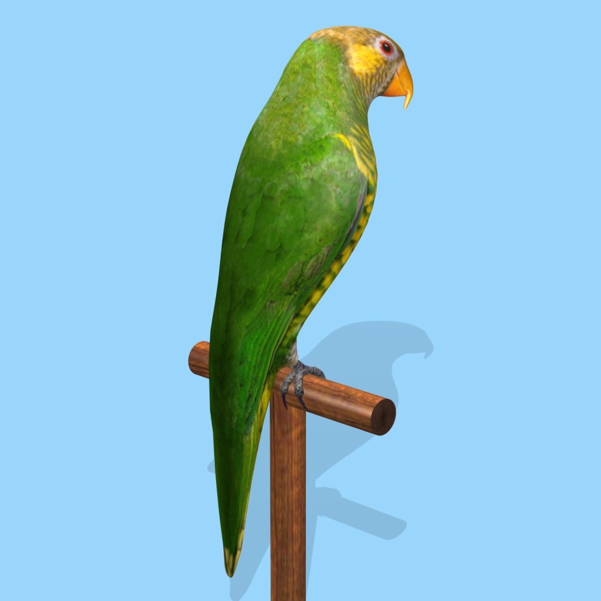3d parrot birds ab