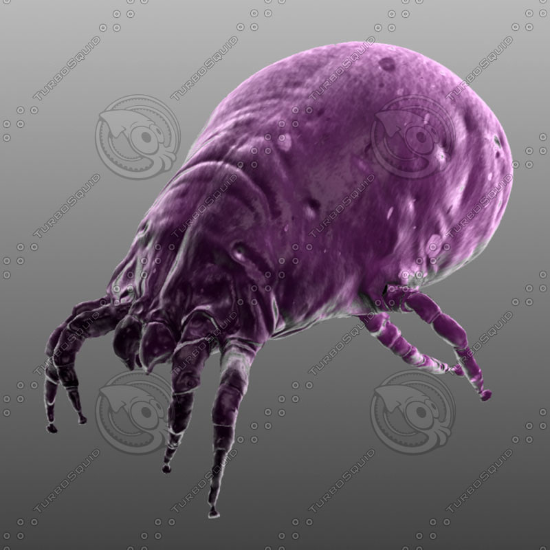 3d model dust mite