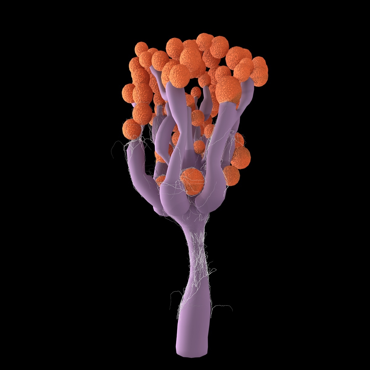 penicillin fungus 3d c4d