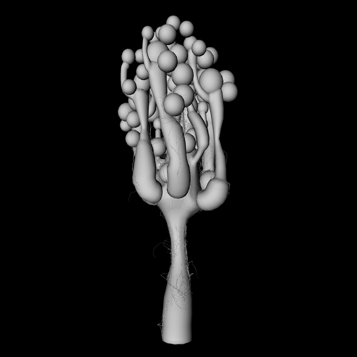 penicillin fungus 3d c4d