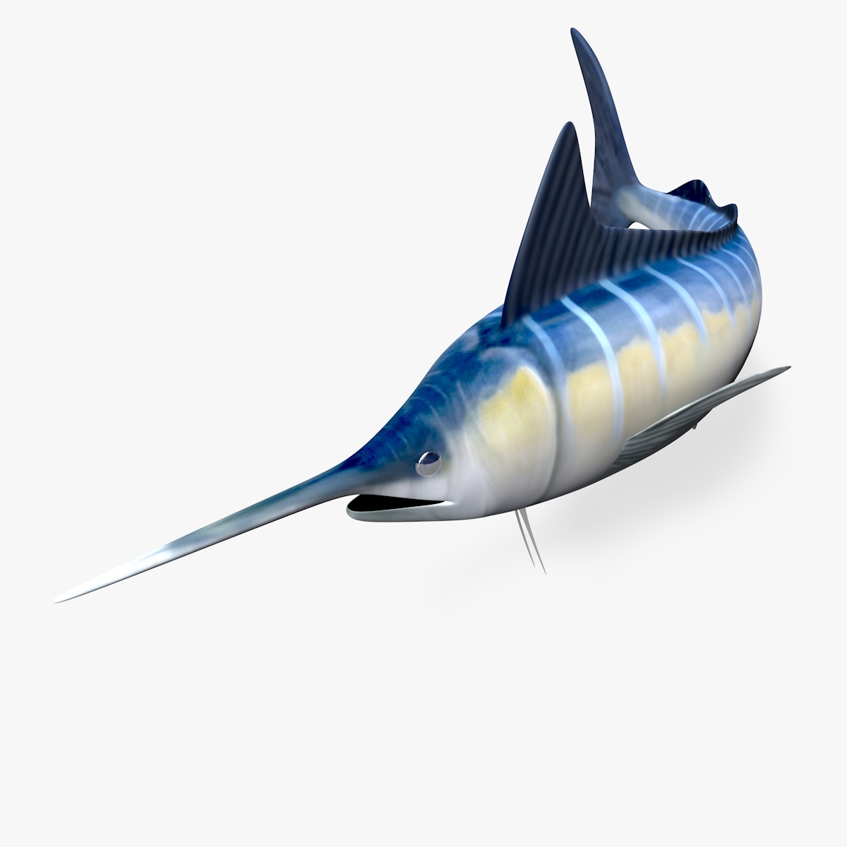 blue marlin 3d c4d