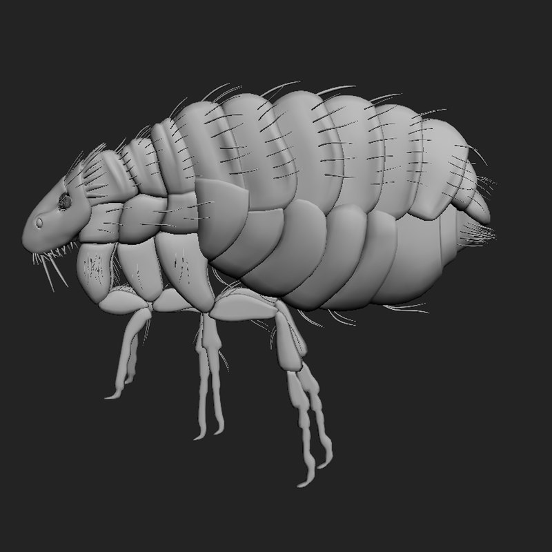 modelo 3d Pulga - TurboSquid 723122