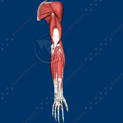 upper limb 3d model